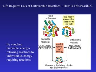 Energetics and enzymes 1 | PPT