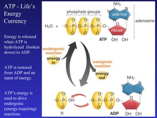 Energetics and enzymes 1 | PPT