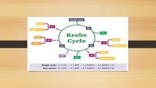 Energetics of kreb's cycle | PPT