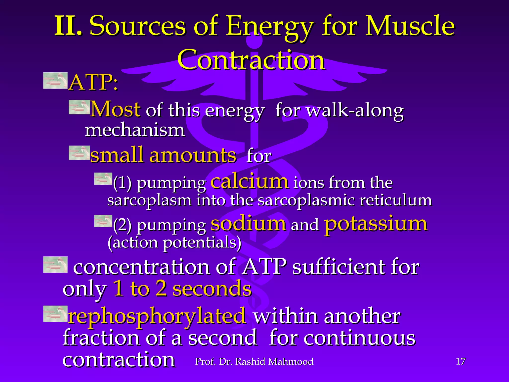 Energetics of muscle contraction | PPT