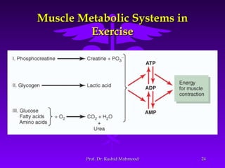 Energetics of muscle contraction | PPT