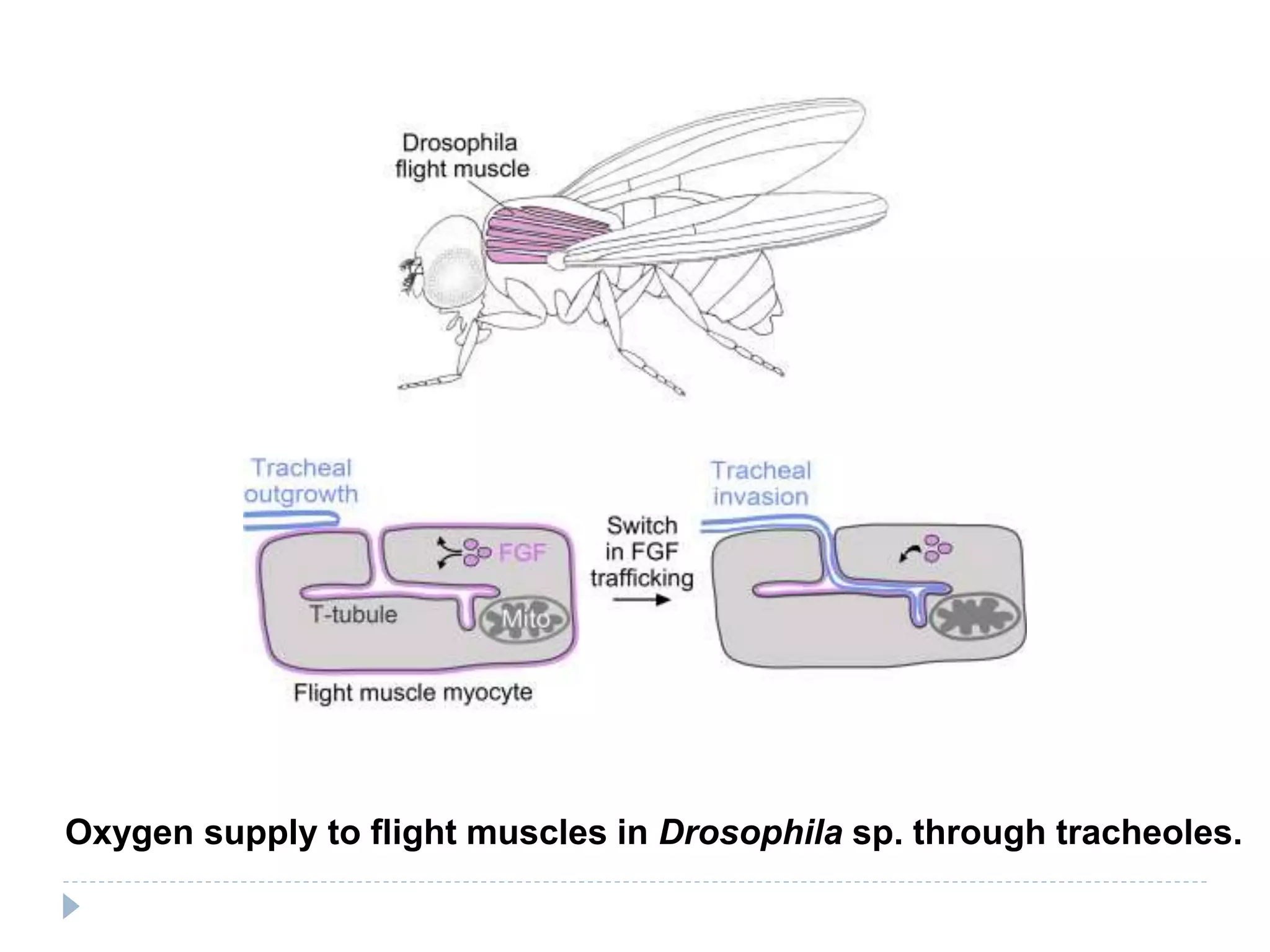 Insect Muscular System | PDF