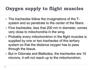 Insect Muscular System | PDF