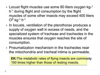 Insect Muscular System | PDF