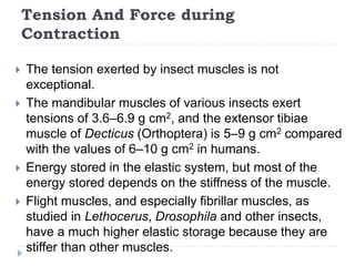 Insect Muscular System | PDF