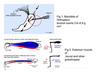 Insect Muscular System | PDF