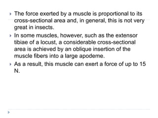 Insect Muscular System | PDF