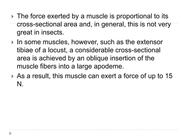 Insect Muscular System | PDF