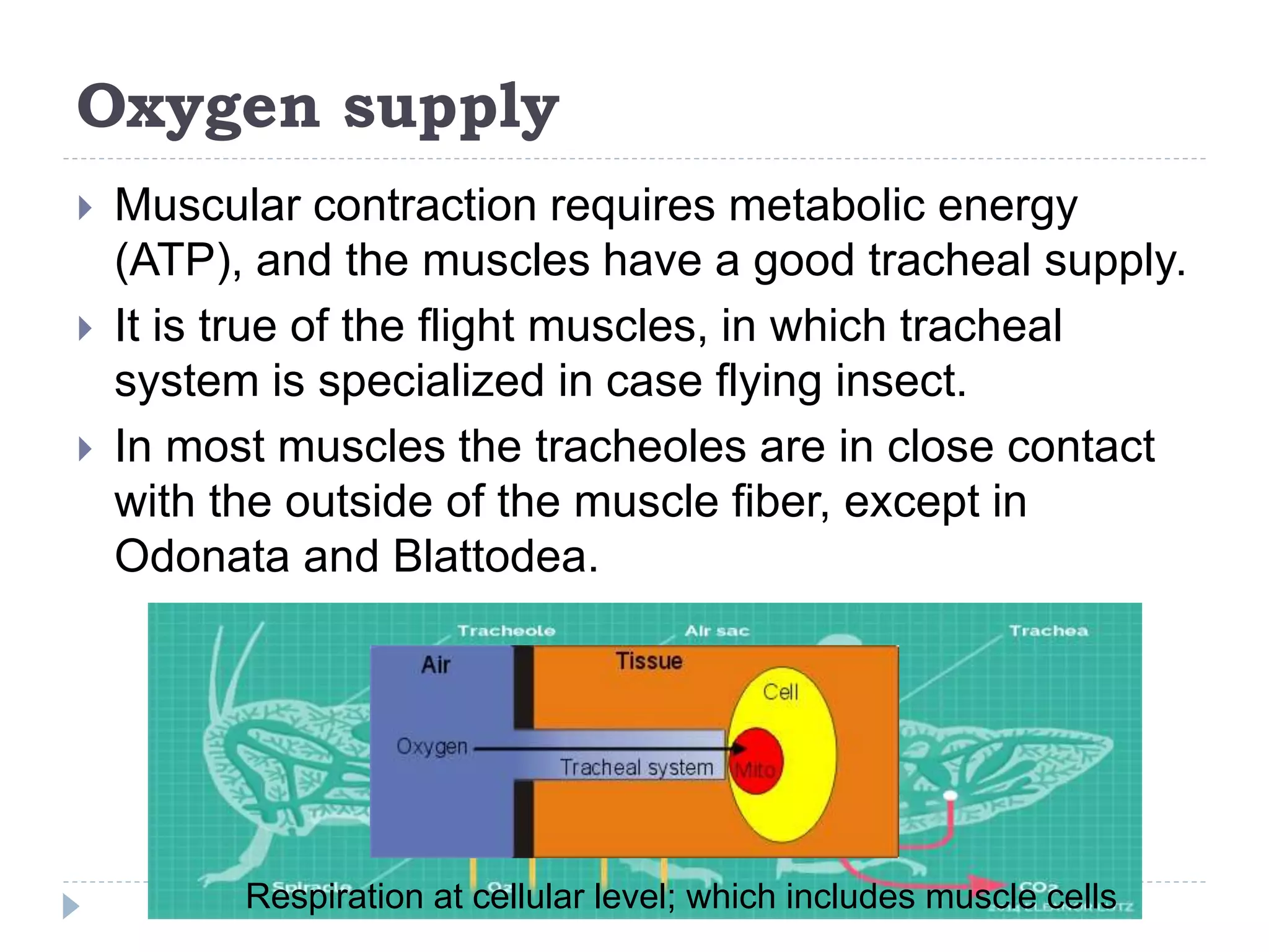 Energetics of muscle contraction | PPTX