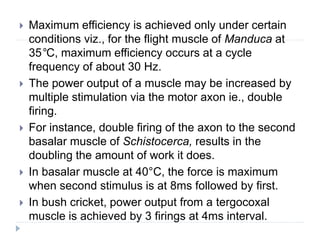 Energetics of muscle contraction | PPTX