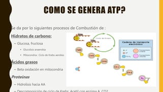 energia y metabolismo.pptx fisiologia de guyton | PPTX