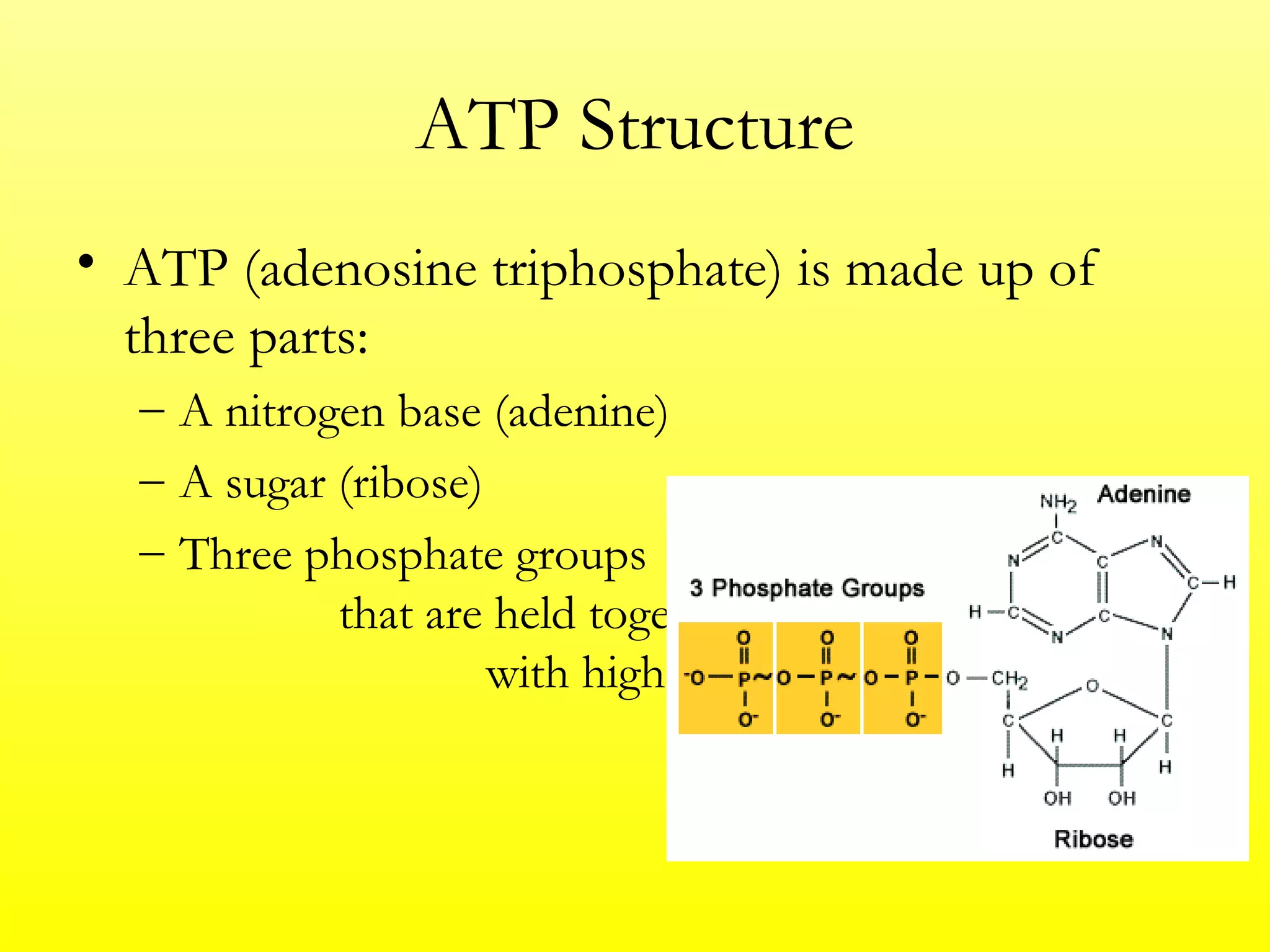 Energy And Enzymes Notes New | PPT
