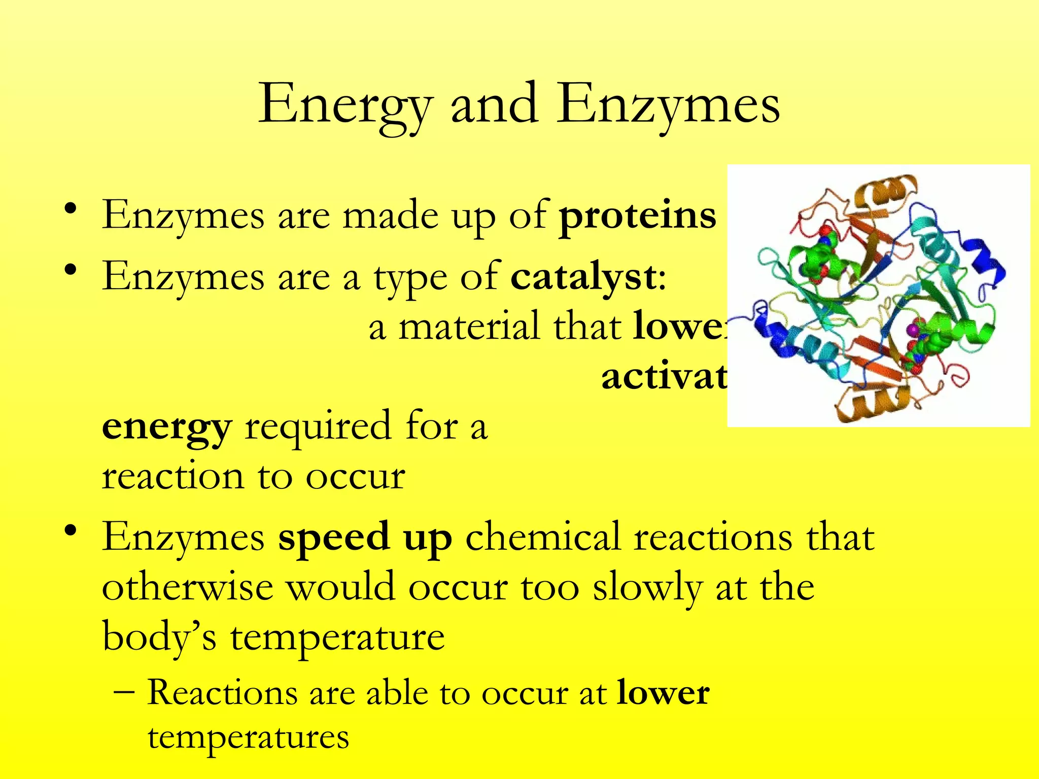 Energy And Enzymes Notes New | PPT