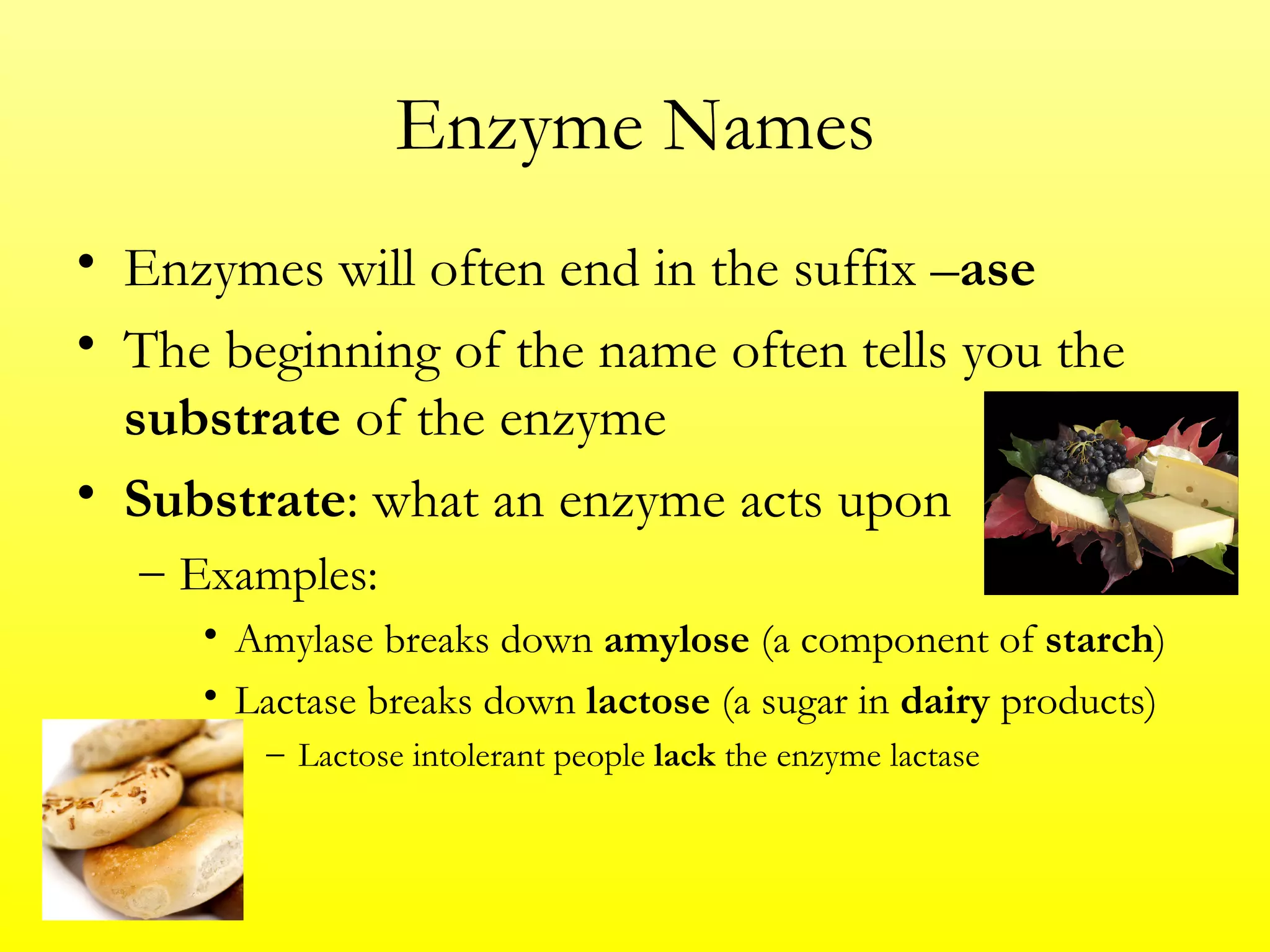 Energy And Enzymes Notes New | PPT