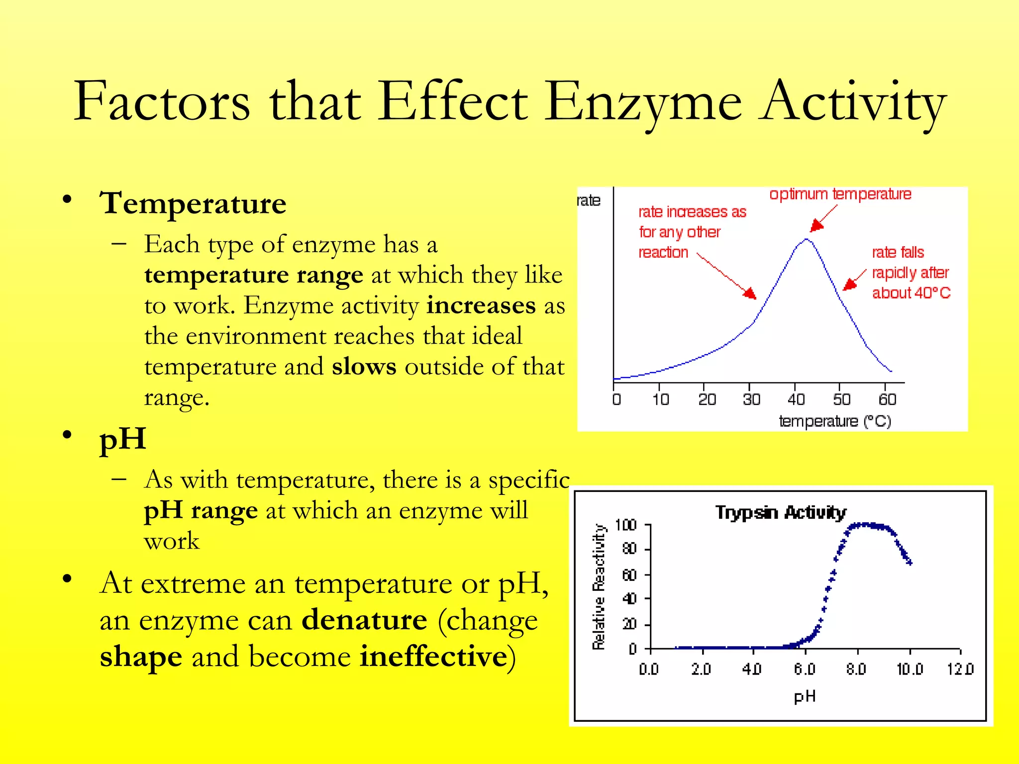 Energy And Enzymes Notes New | PPT