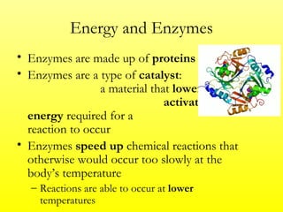 Energy And Enzymes Notes New | PPT
