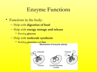 Energy And Enzymes Notes New | PPT