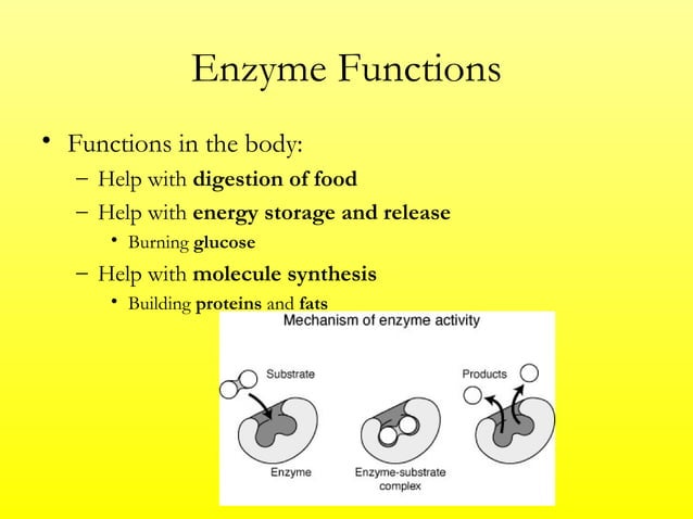 Energy And Enzymes Notes New | PPT