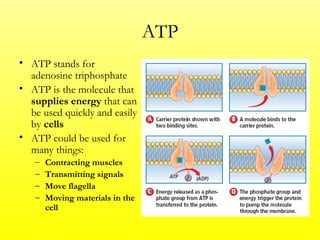 Energy And Enzymes Notes New | PPT