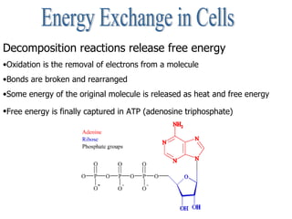 Energy and Organisms | PPT