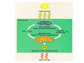 Energy and Organisms | PPT