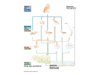Energy and Organisms | PPT