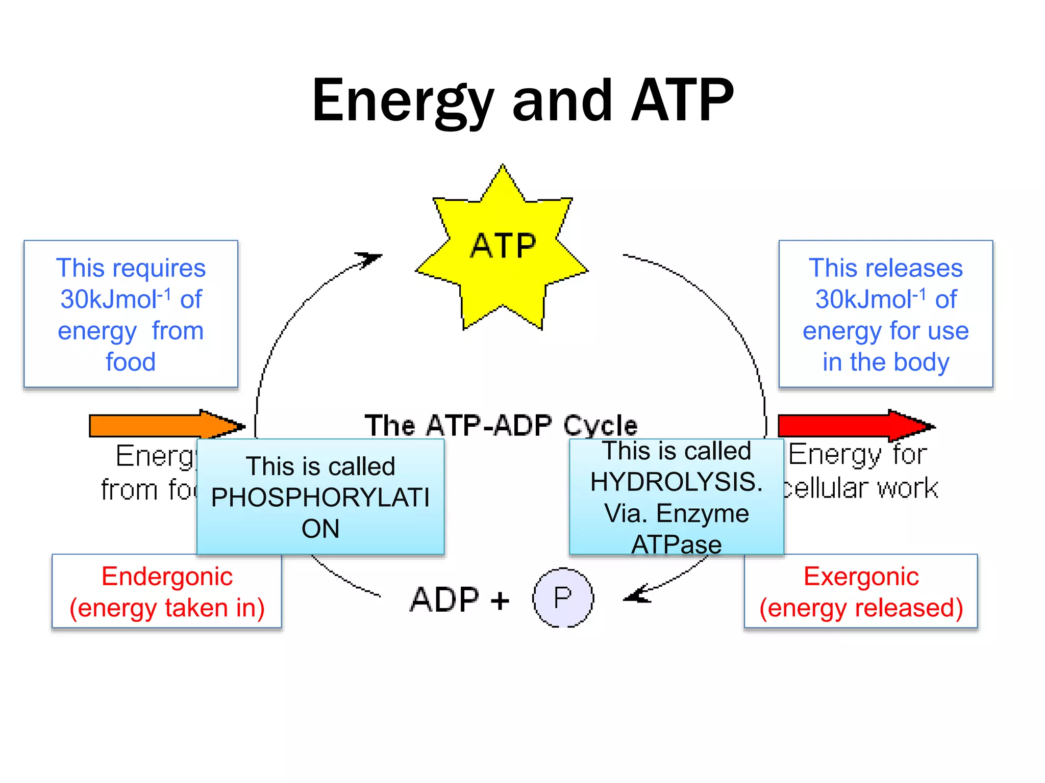 Energy-ATP-and-Respiratoin.pptx