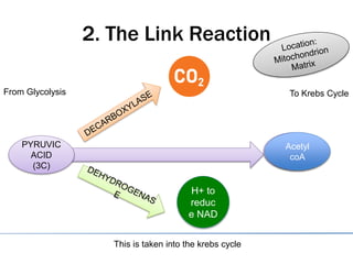 Energy-ATP-and-Respiratoin.pptx