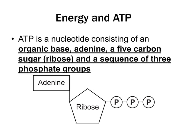 Energy-ATP-and-Respiratoin.pptx