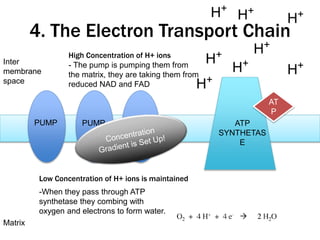 Energy-ATP-and-Respiratoin.pptx