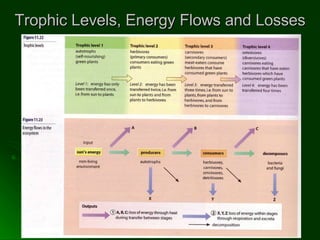 Ecosystems 2 Energy Flows | PPT