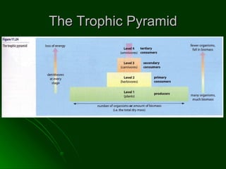 Ecosystems 2 Energy Flows | PPT