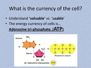 Energy And Life | PPTX
