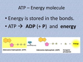 Energy And Life | PPTX