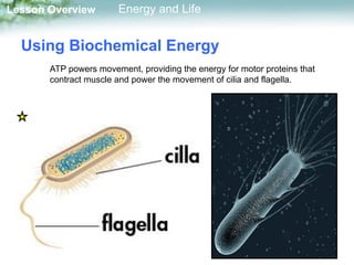 Energy and Life that covers the biology. | PDF