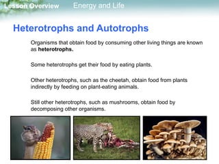 Energy and Life that covers the biology. | PDF