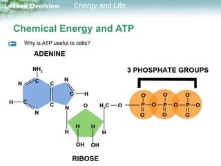Energy and Life that covers the biology. | PDF
