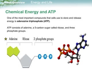 Energy and Life that covers the biology. | PDF