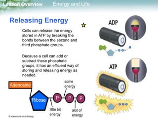 Energy and Life that covers the biology. | PDF