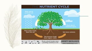Energy and nutrient transfer | PPTX