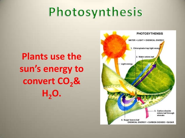 Energy and photosynthesis