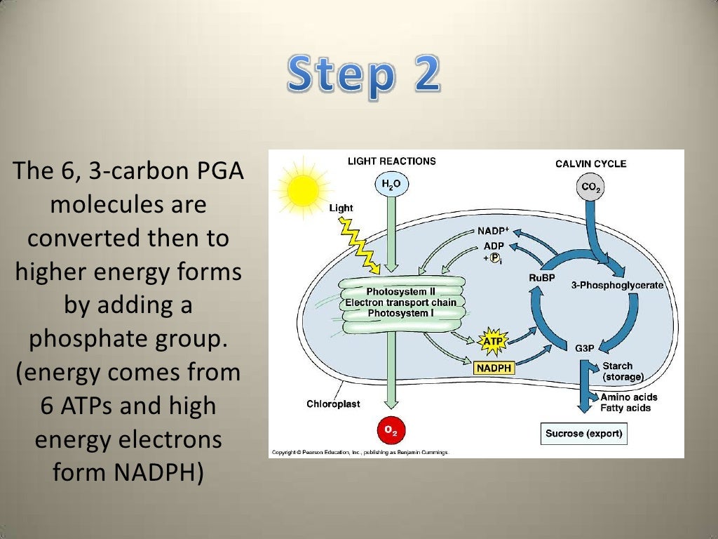 Energy and photosynthesis
