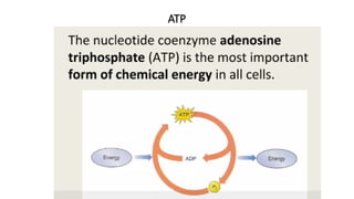 Energy and Respiration energy - A2.pptx