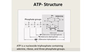 Energy and Respiration energy - A2.pptx