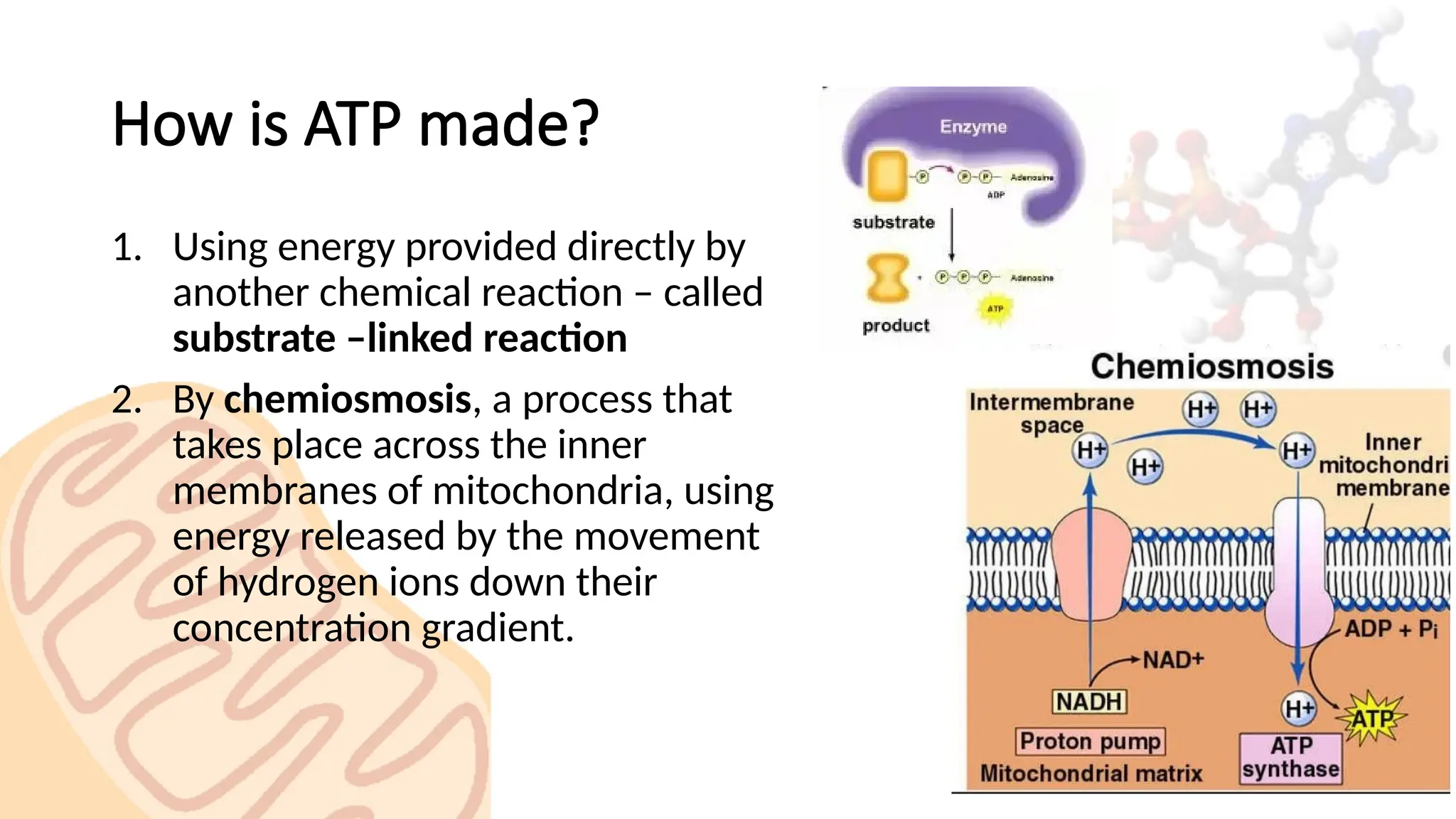 energy and respiration semesta school.pptx