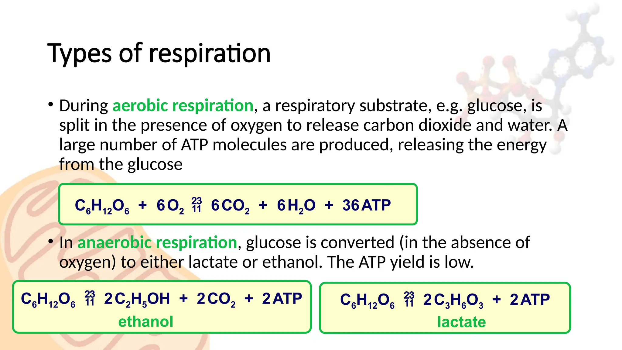 energy and respiration semesta school.pptx