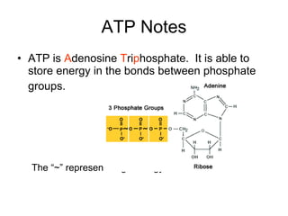 Cellular Energetics | PPT