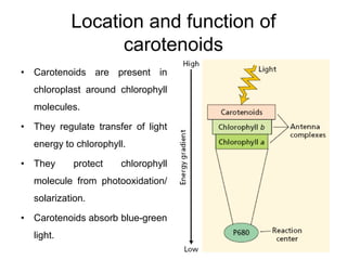 ENERGY CONSERVATION IN PLANTS TO PERFORM THEIR LIFE PROCESS.ppt