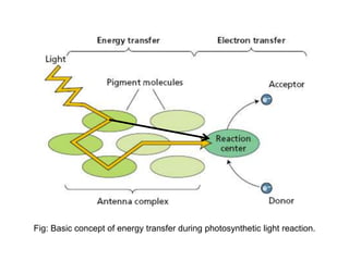 ENERGY CONSERVATION IN PLANTS TO PERFORM THEIR LIFE PROCESS.ppt