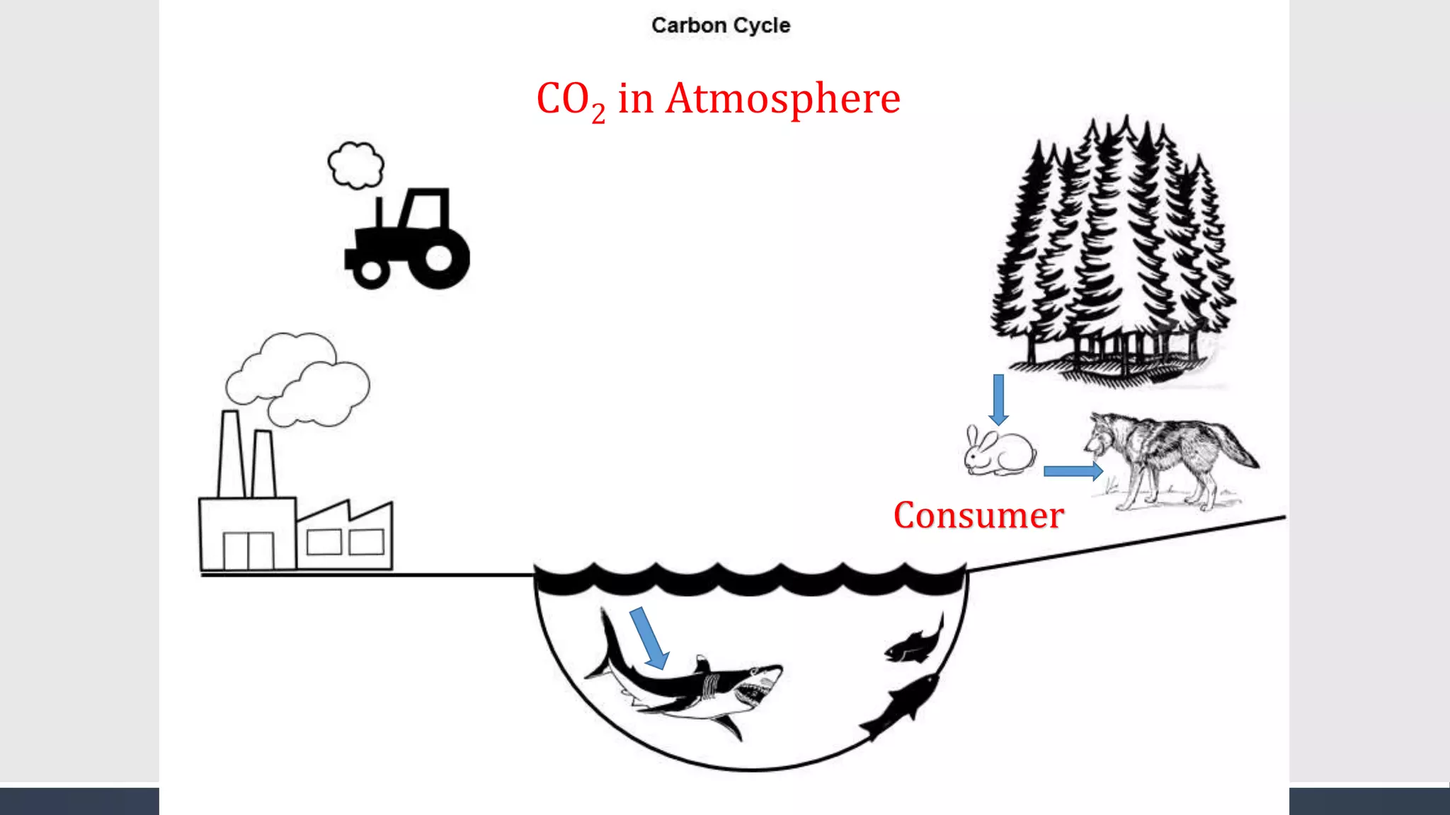 Energy cycles notes | PPTX